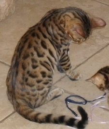 Bengal Queens | Amazon Bengals