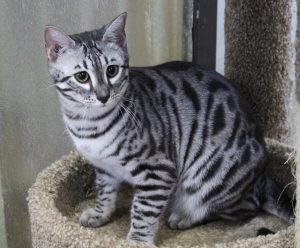 Silver & Brown Spotted Bengal Kittens For Sale - Texas | Amazon Bengals