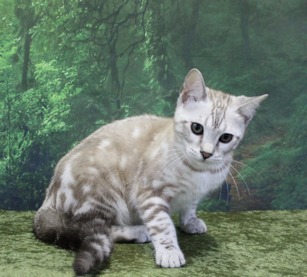 Previous Bengal Litters | Amazon Bengals