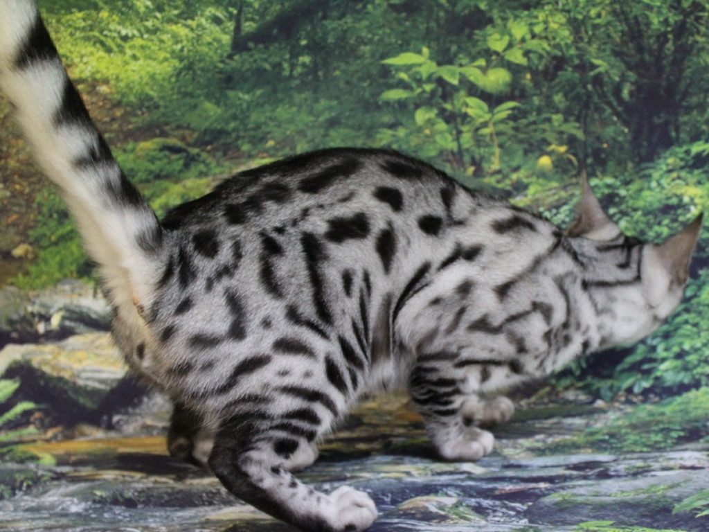 Previous Bengal Litters | Amazon Bengals