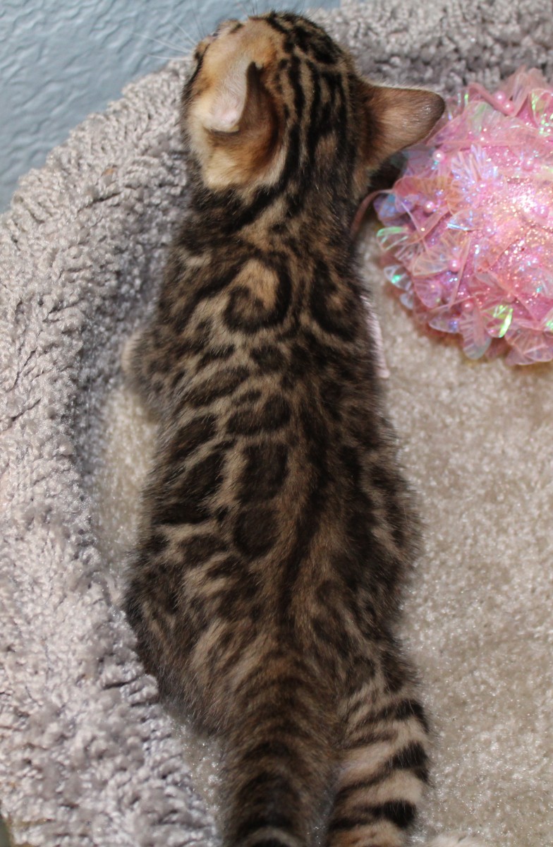 Silver & Brown Spotted Bengal Kittens For Sale - Texas | Amazon Bengals