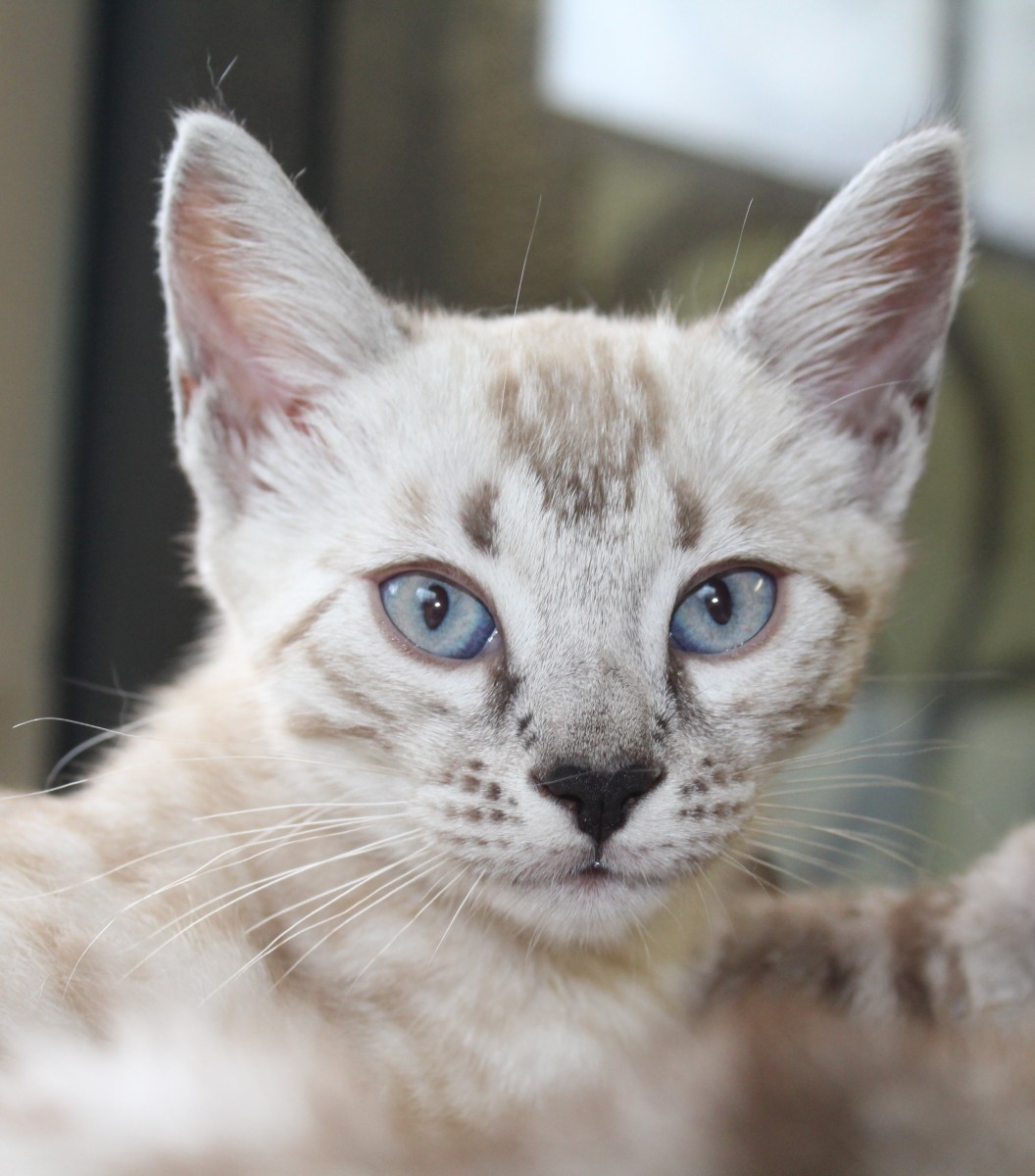Silver & Brown Spotted Bengal Kittens For Sale - Texas | Amazon Bengals
