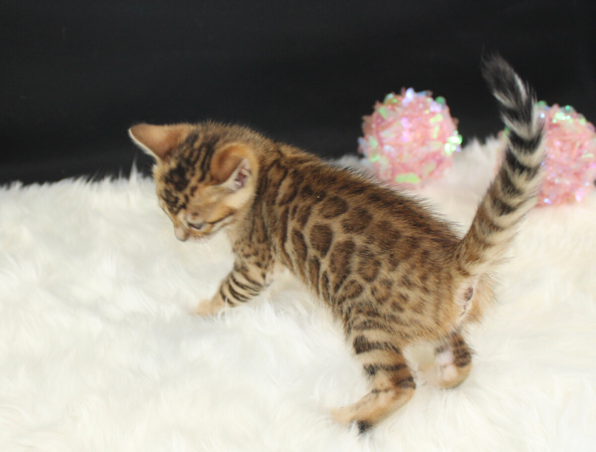 Silver & Brown Spotted Bengal Kittens For Sale Texas from Amazon Bengals