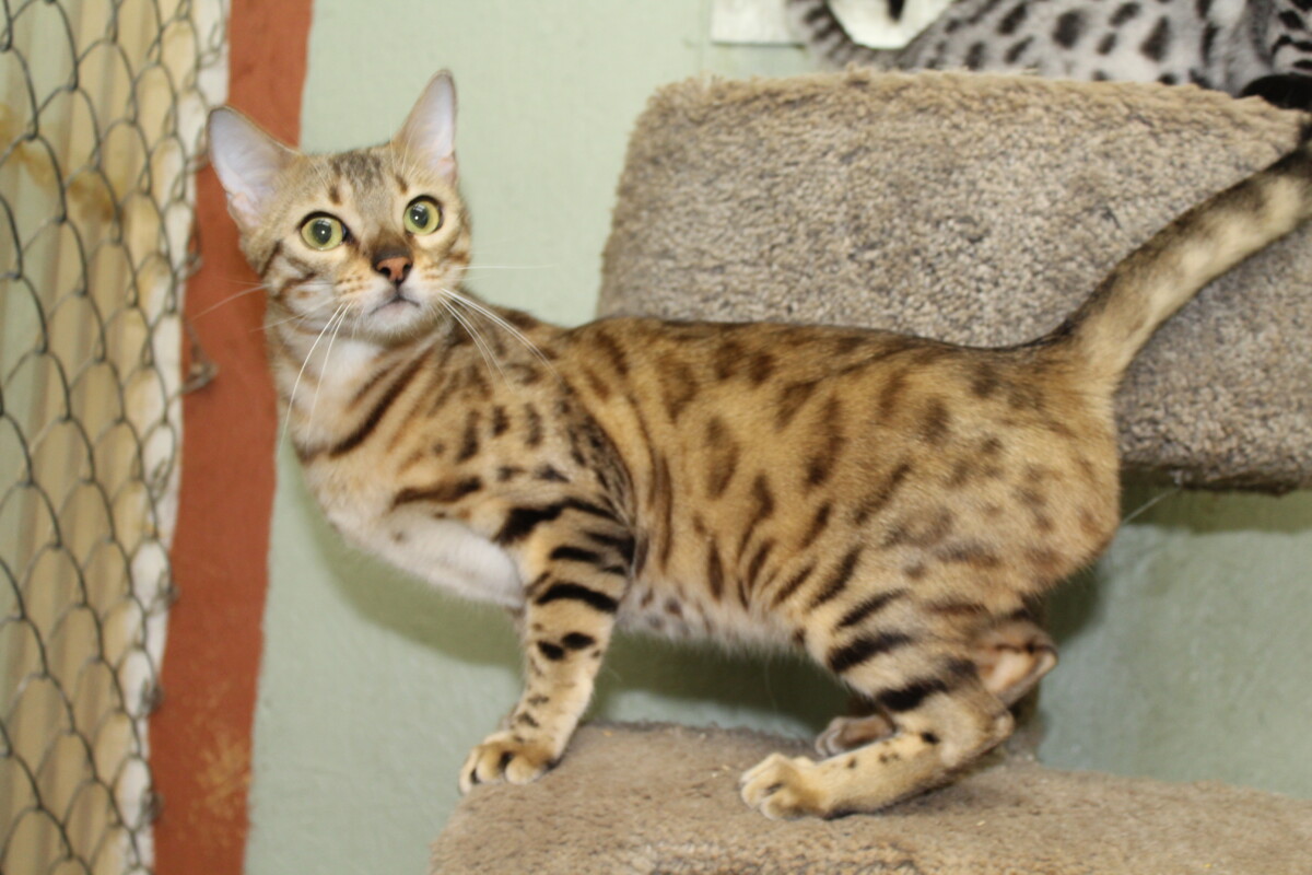 Bengal Queens - Amazon Bengals