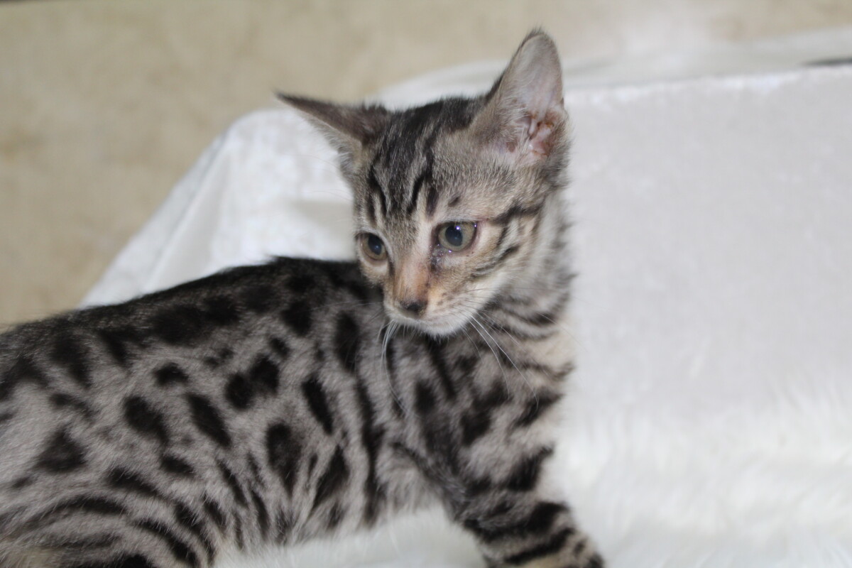 Silver & Brown Spotted Bengal Kittens For Sale Texas from Amazon Bengals