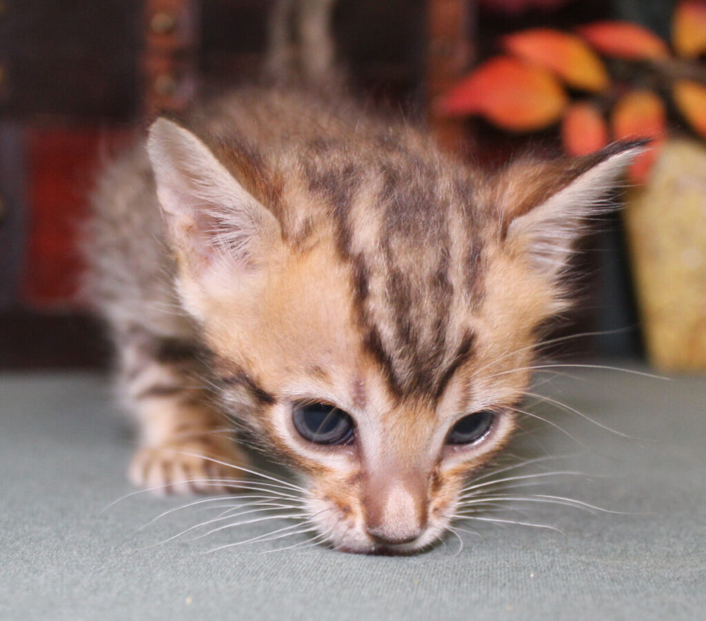 Silver & Brown Spotted Bengal Kittens For Sale Texas from Amazon Bengals