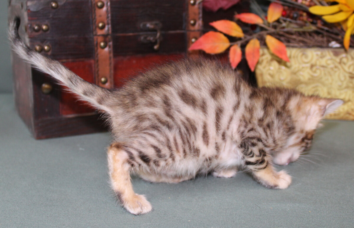 Silver & Brown Spotted Bengal Kittens For Sale Texas from Amazon Bengals